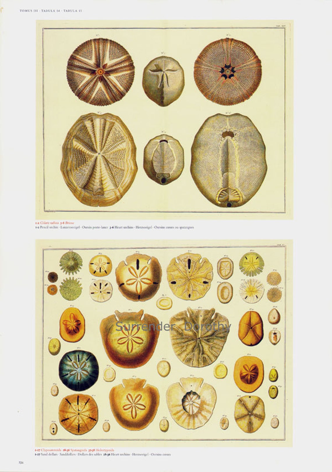 Edible Sea Urchins Seba Conchology Natural History Seashell | Etsy