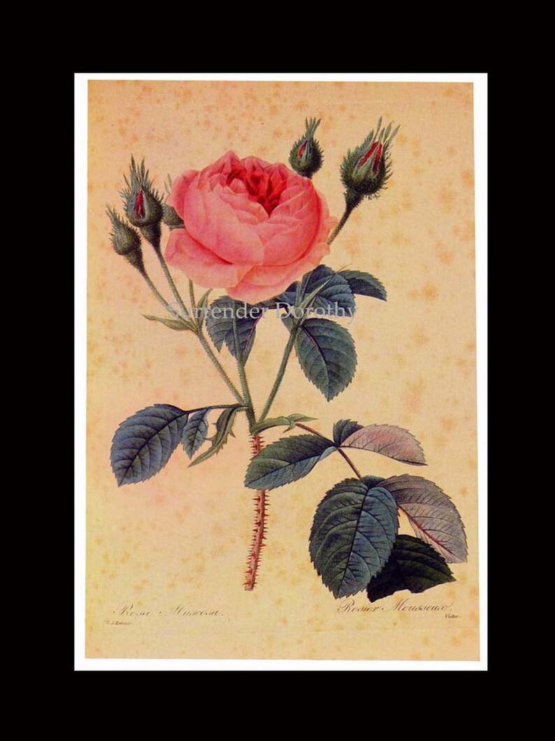Pink Rose Rosa Centifolia Muscosa Vintage Flower Redoute Botanical ...