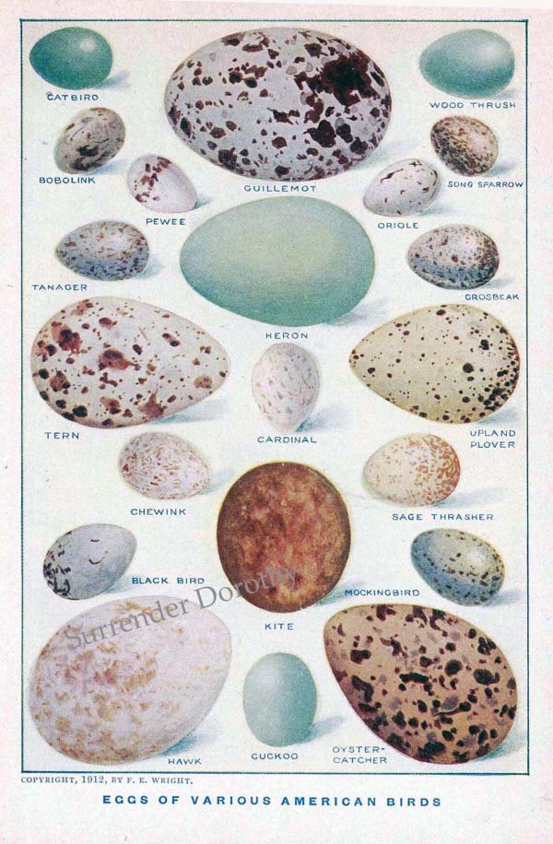 American Bird Eggs Color Lithograph Chart 1912 Edwardian Natural ...