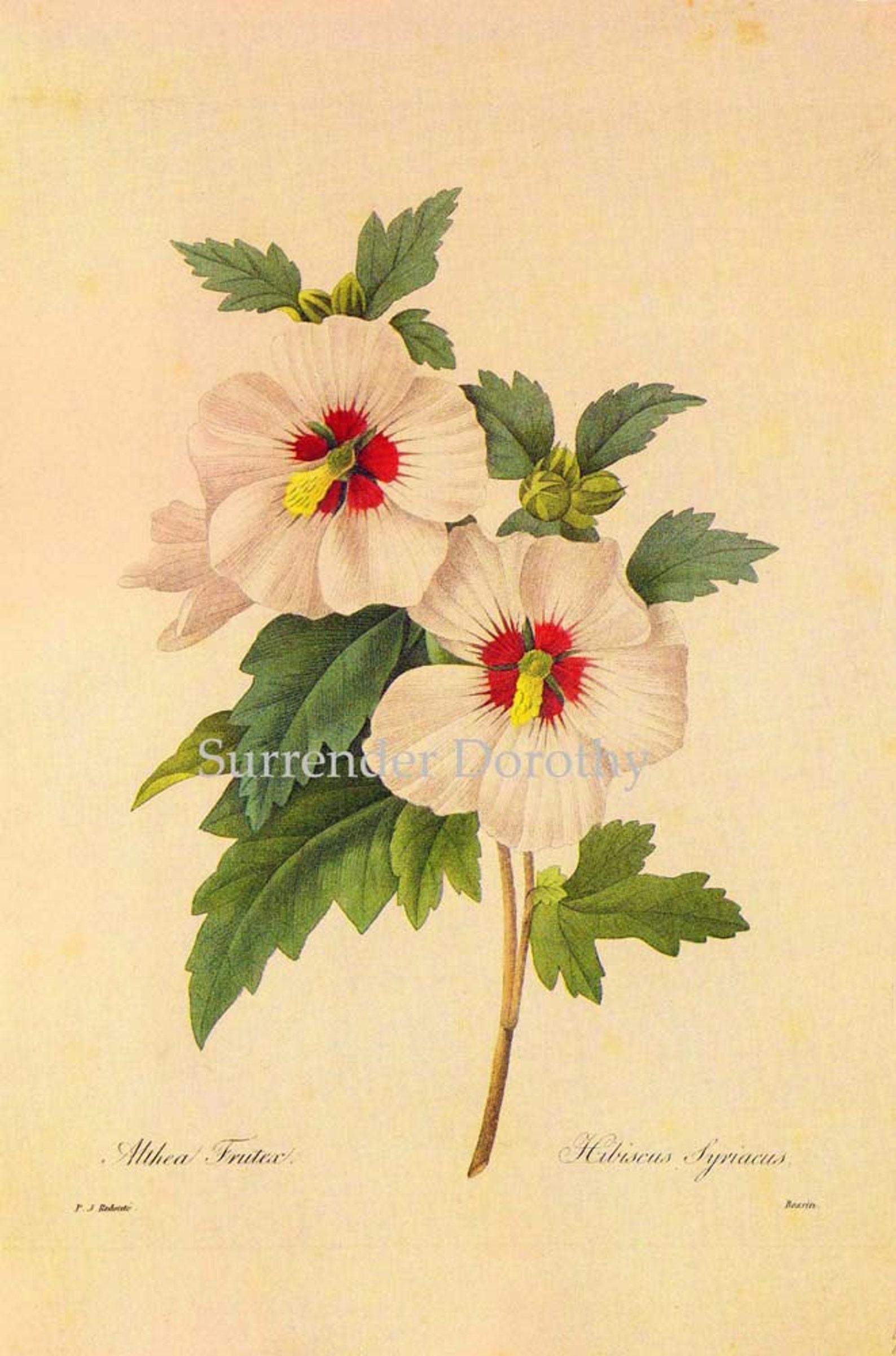 Hibiscus Syriacus Althea Flowers Vintage Illustration Wildflower ...