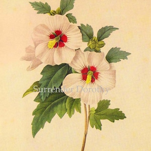 Hibiscus Syriacus Althea Flowers Vintage Illustration Wildflower ...