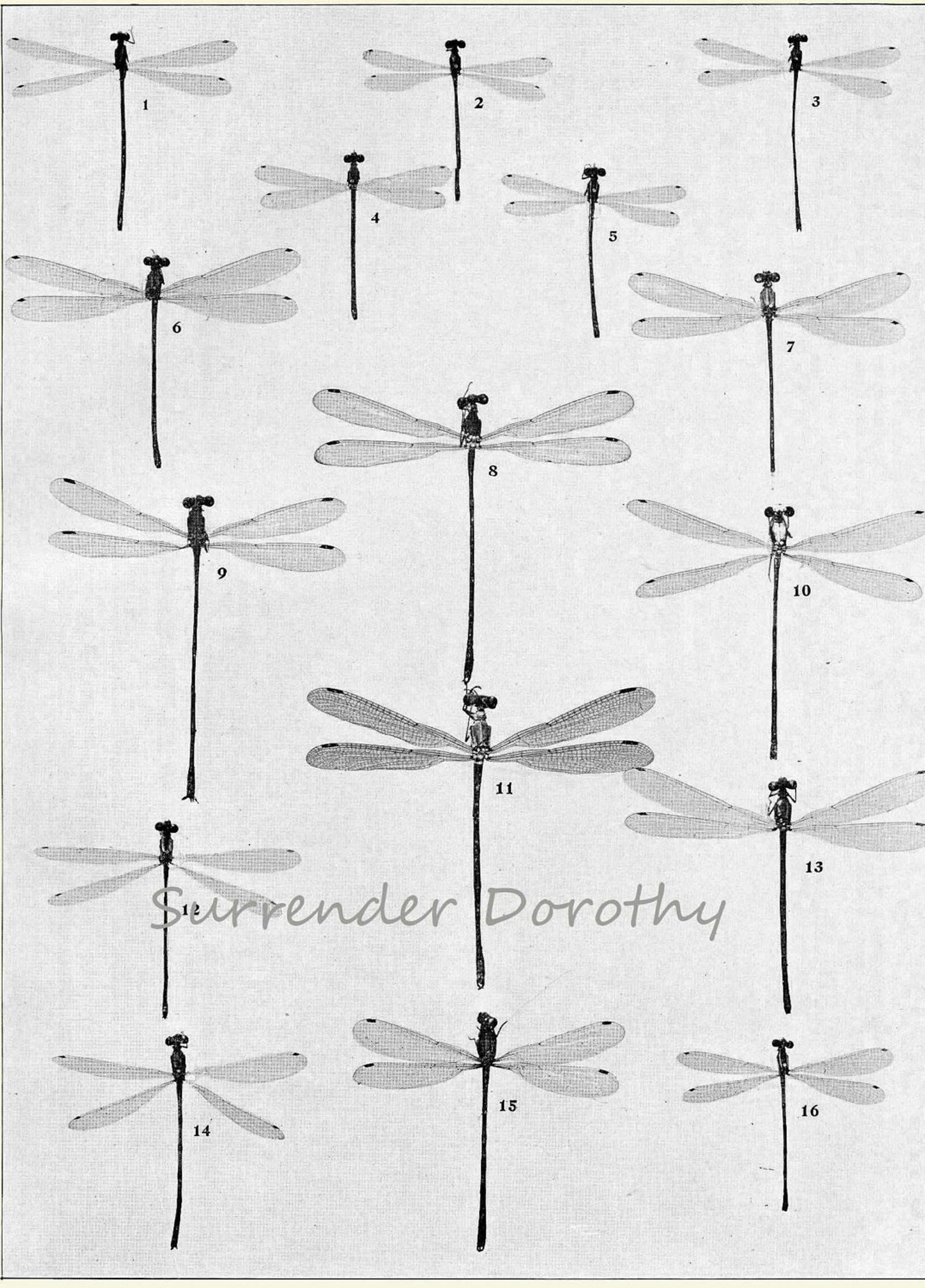 Dragonfly Chart 1907 Entomology Insects Vintage Natural - Etsy