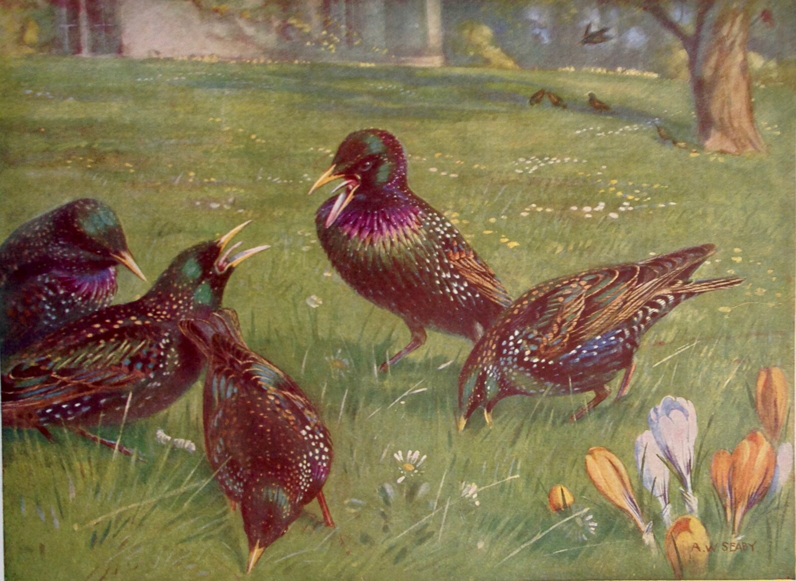 Starling Grackle Birds Lithograph Chart to Frame 1960s European ...