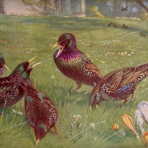 Starling Grackle Birds Lithograph Chart to Frame 1960s European ...