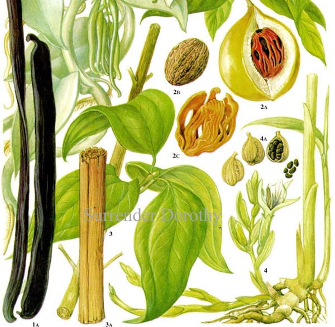 Spice Chart Vanilla Nutmeg Cinnamon Cardamom Food Vintage Botanical ...