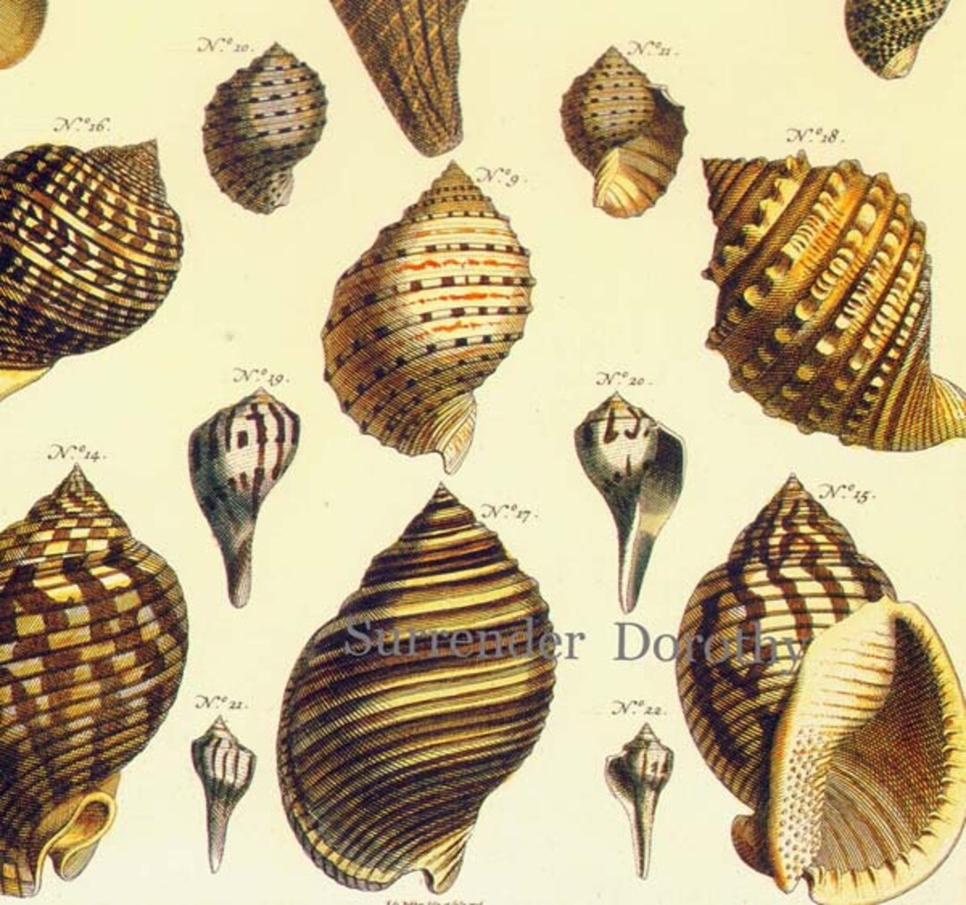 Helmet Tun Fig Shells North Atlantic, West Pacific Mediterranean ...