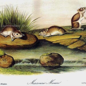 Missouri Mouse Audubon Vintage Wild Animal Color Lithograph Natural ...
