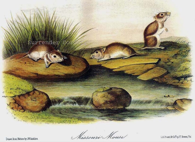Missouri Mouse Audubon Vintage Wild Animal Color Lithograph Natural ...