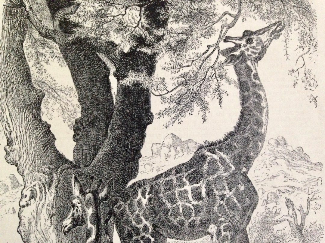 Giraffe Vintage Victorian 1870s Original Black & White Natural History ...