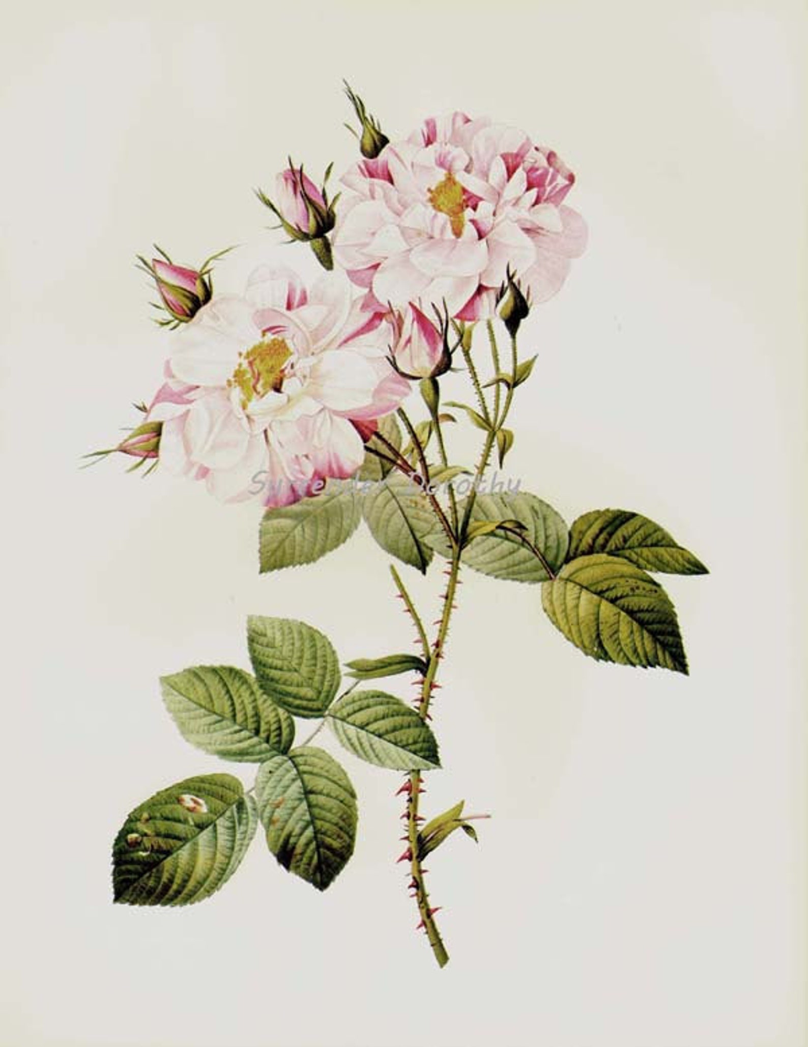 York & Lancaster Rose Redoute Vintage Flower Botanical | Etsy