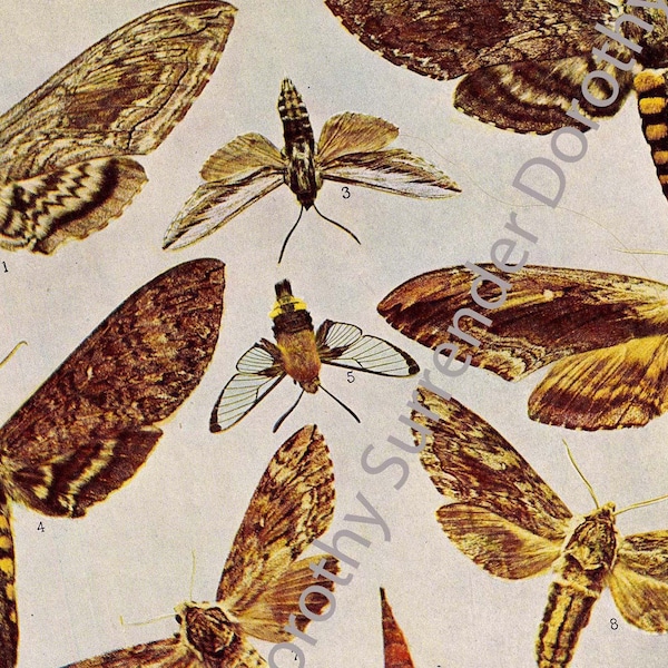 Natural History - Etsy