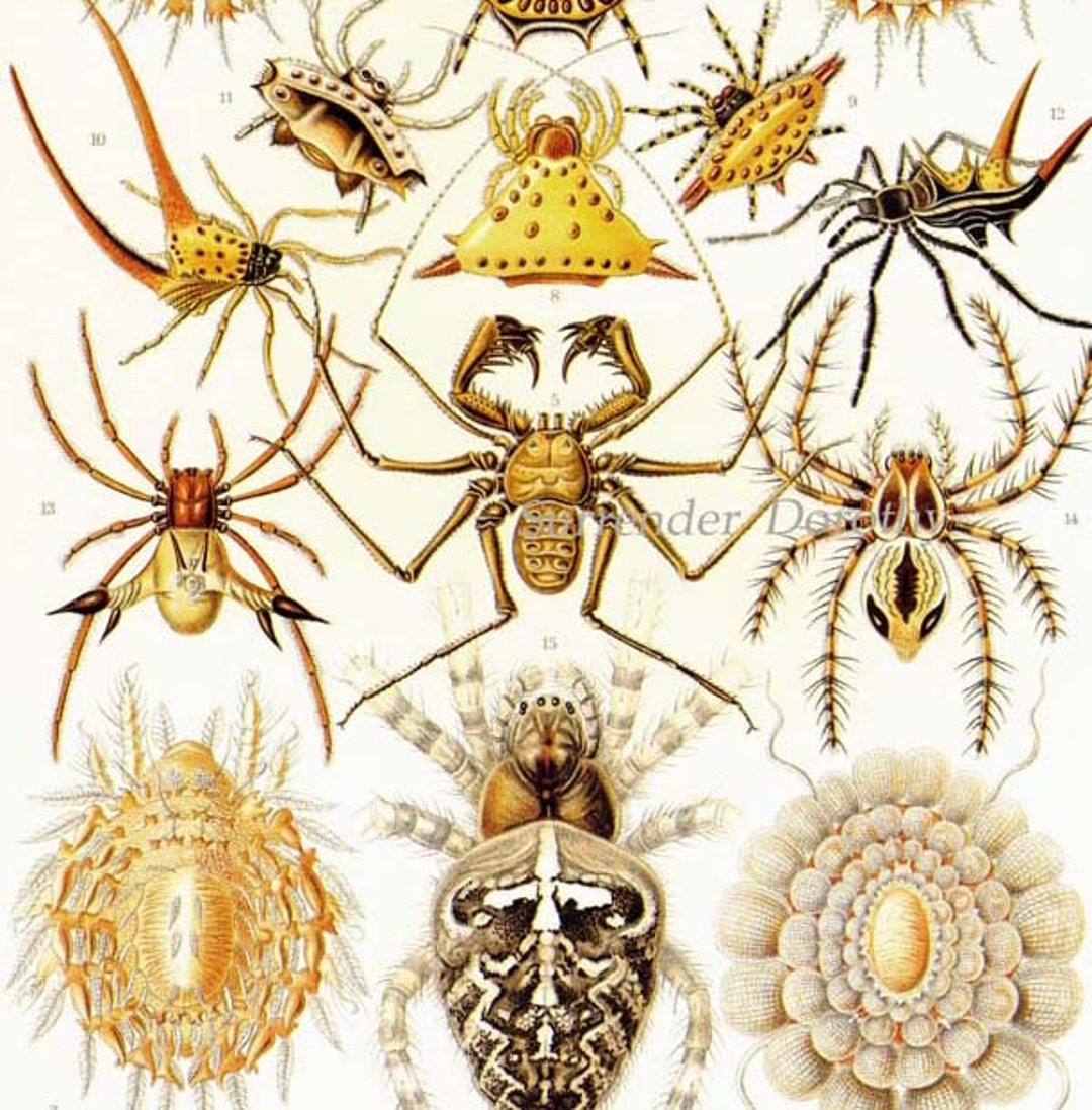 Spiders Arachnid Arachnida Haeckel Print Vintage Natural History Insect ...