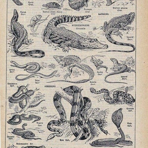 Reptiles French Dictionary Paris France Natural History Chart to Frame ...