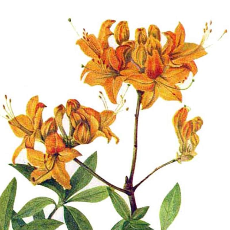 Yellow Azalea Plants - Etsy
