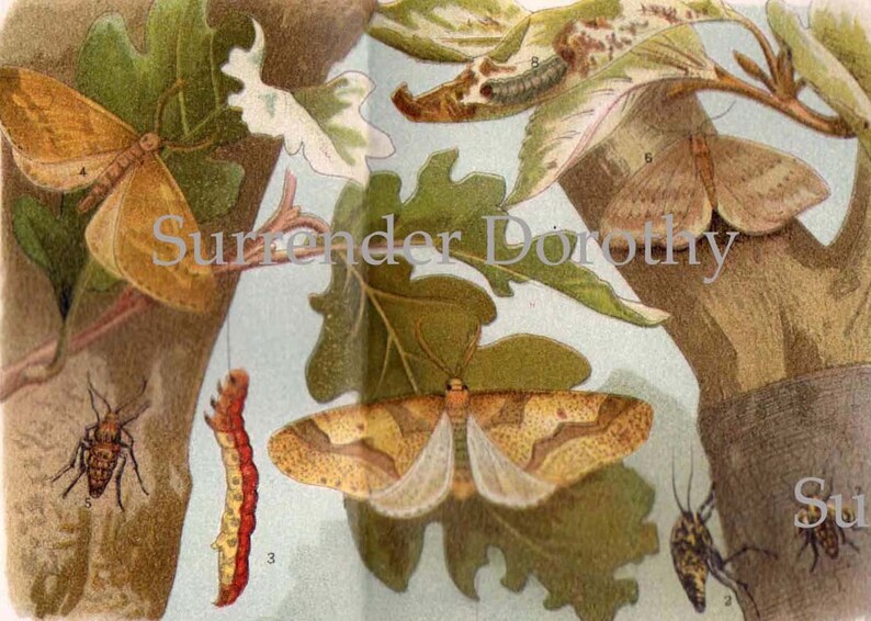 Silk Moth Metamorphosis Chart Vintage Victorian Entomology | Etsy
