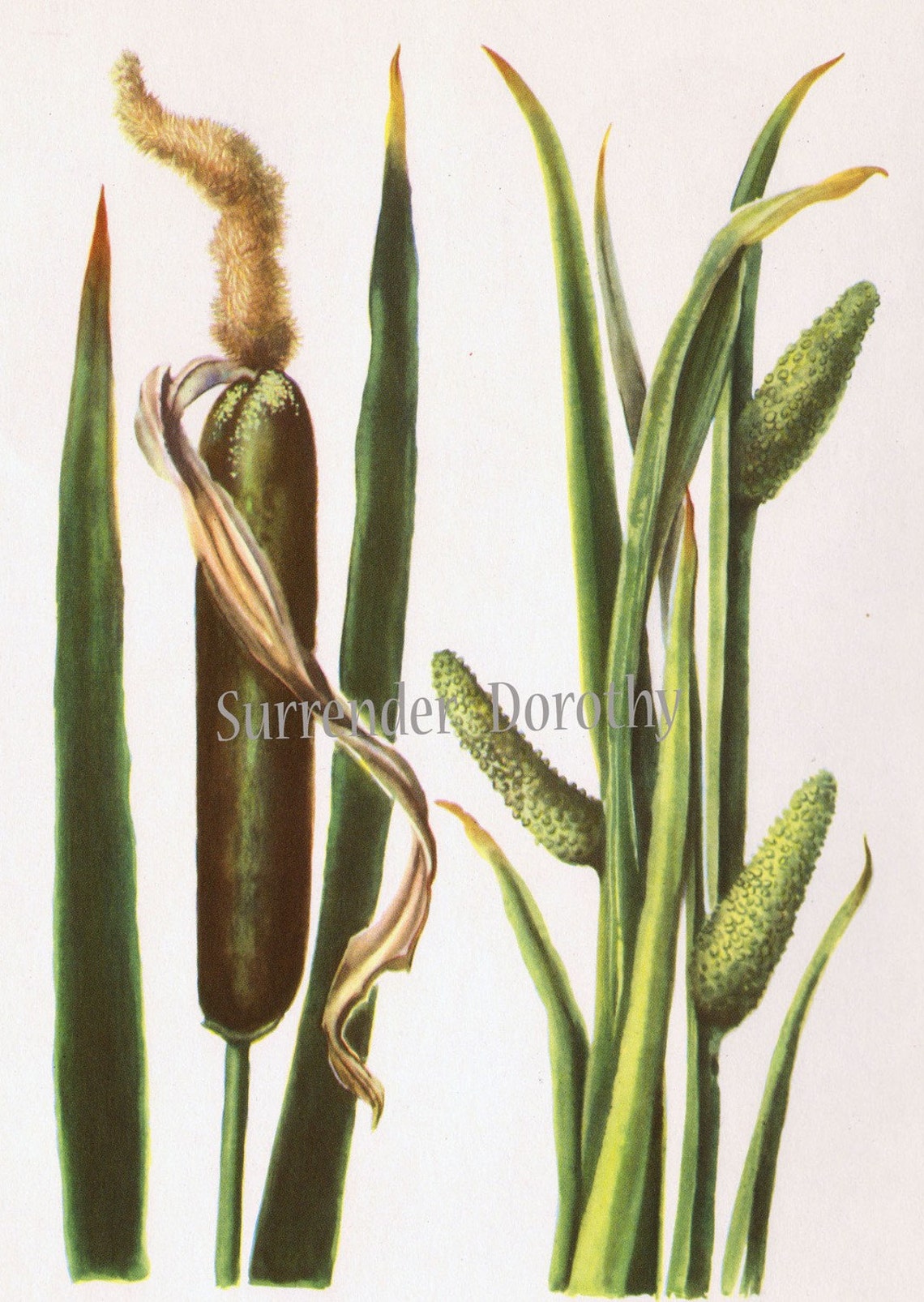 Common Cattail and Sweet Flag Flowers Vintage Botanical Lithograph Art ...