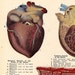 Human Heart Anatomy Medical Identification Chart for Framing - Etsy