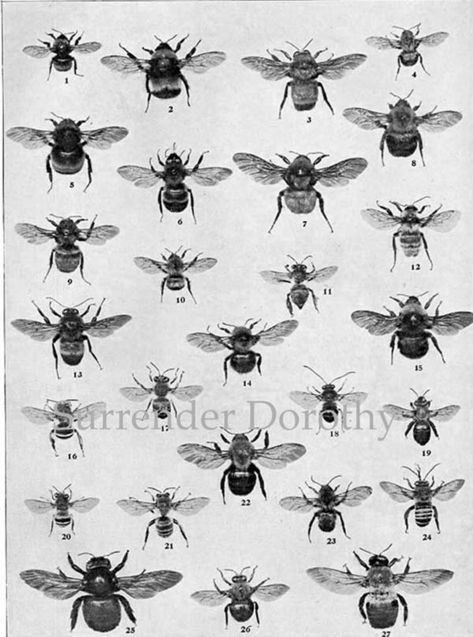 Bee Chart Edwardian Entomology 1907 Natural History Rotogravure ...