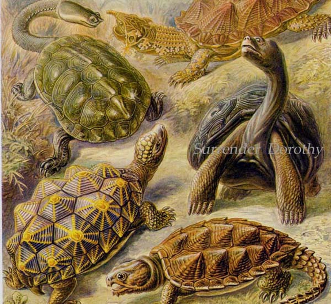 Turtles & Tortoises Reptile Haeckel Print Vintage Natural History ...