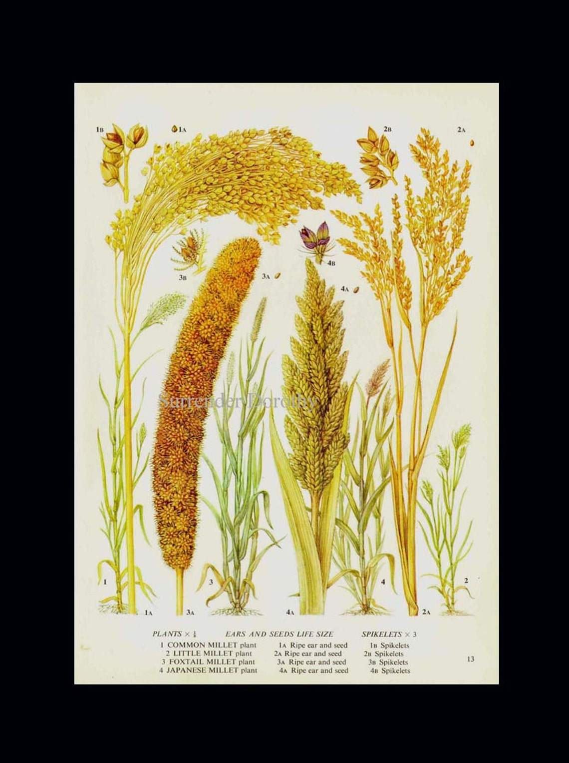 Millet Cereal Grain Food Chart Botanical Lithograph Illustration for ...