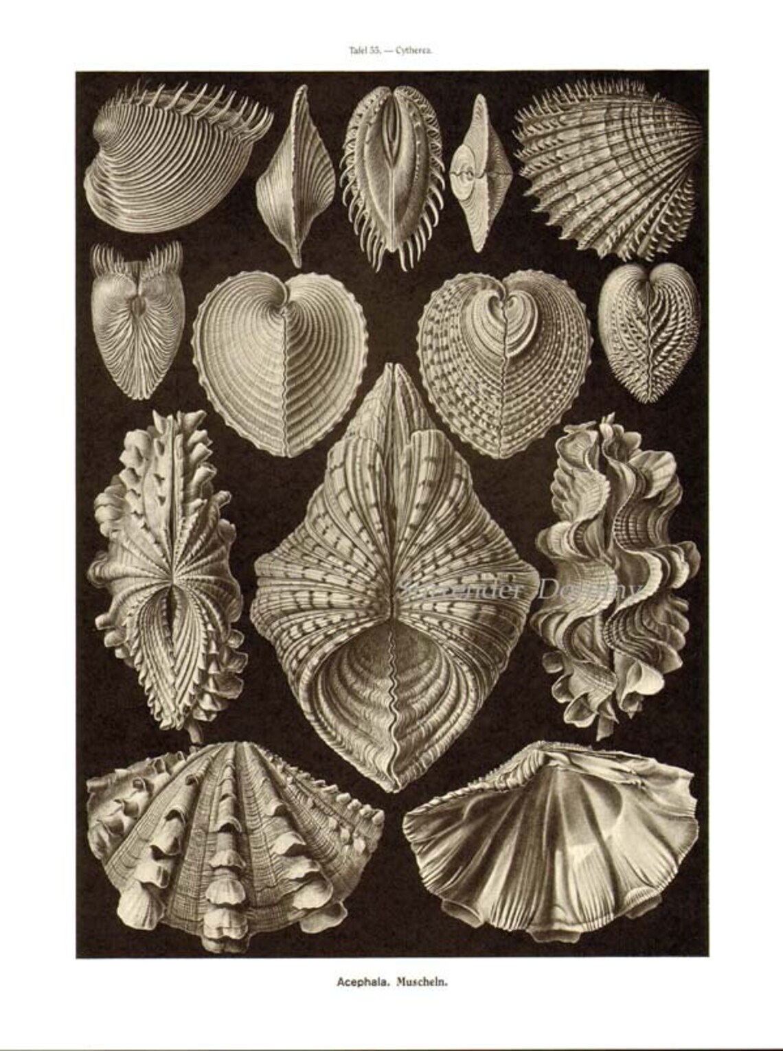 Copepod Formations Haeckel Vintage Print Natural History | Etsy