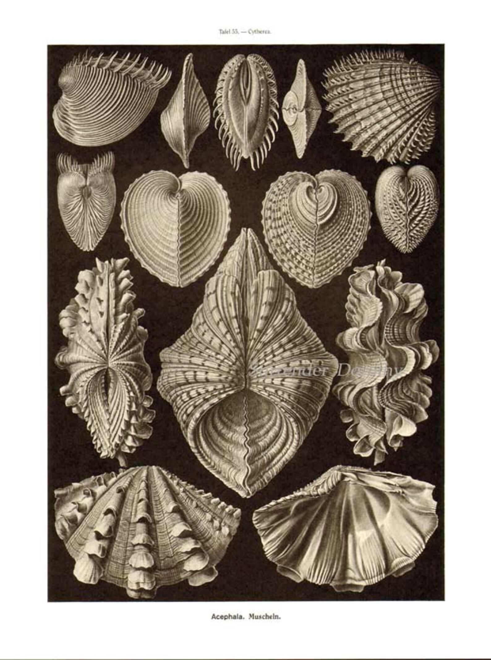 Copepod Formations Haeckel Vintage Print Natural History | Etsy