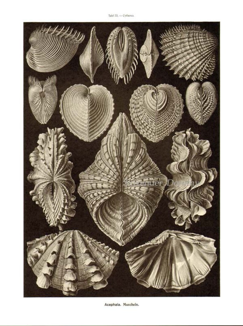 Copepod Formations Haeckel Vintage Print Natural History | Etsy