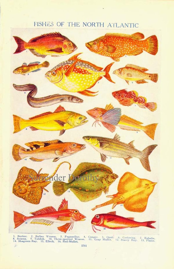 Atlantic Ocean Fish