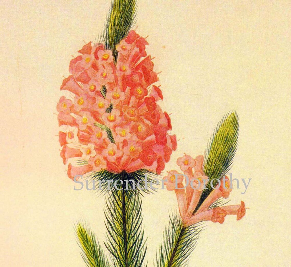 Salisbury African Heather Wild Flower Vintage Poster Print - Etsy