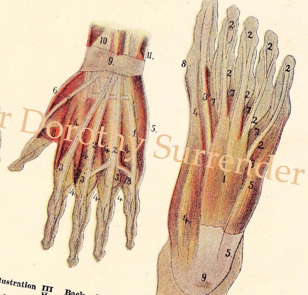 Human Anatomy Hand Foot Back Muscle Chart Vintage Medical Lithograph ...
