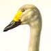 Berwick Swan Cygnus Berwickii European Water Bird Ornithology Natural ...