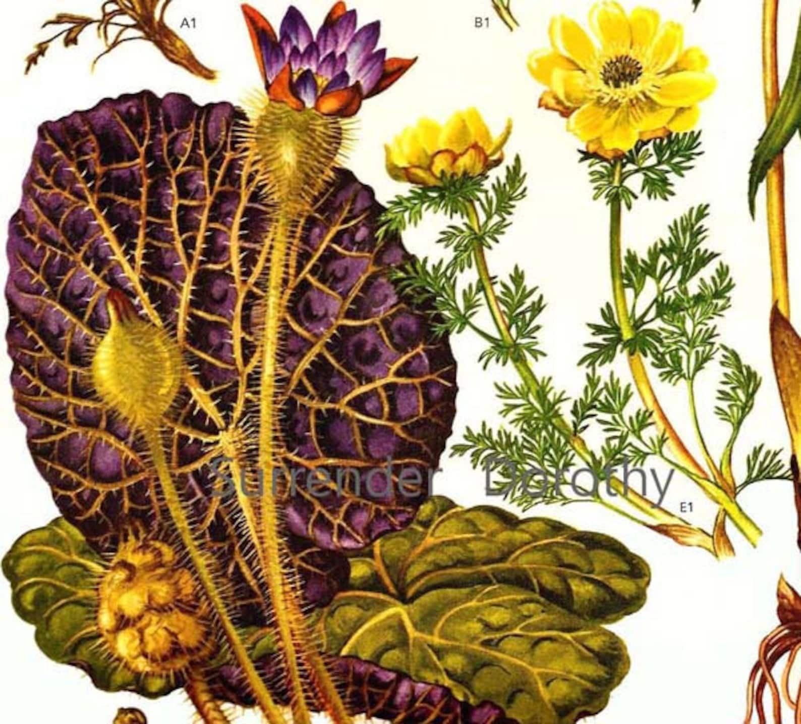 Fox Nuts Water Lily Plants Euryale Ferox Flowers Himalayan - Etsy