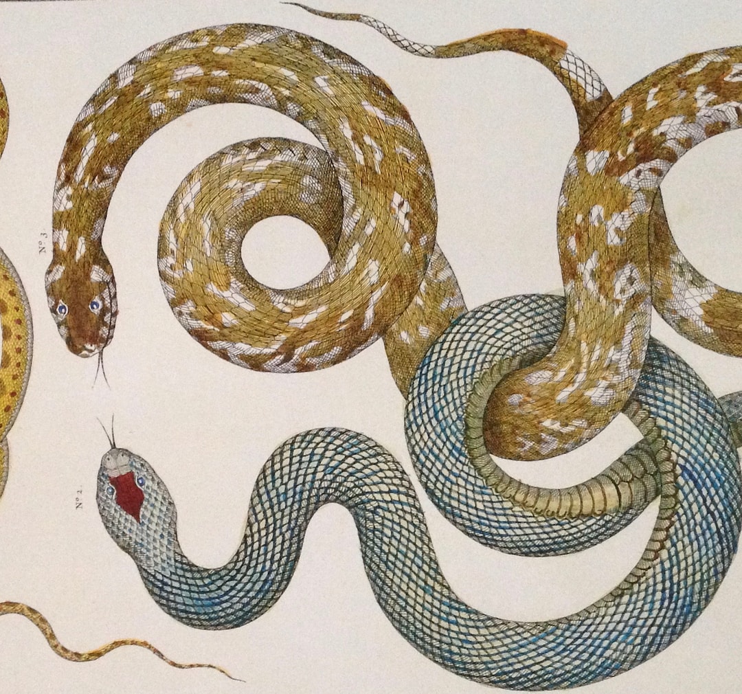 Various Twisted Snakes Serpent Herpetology Seba Natural History ...
