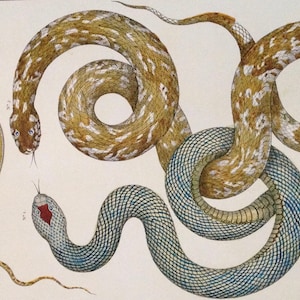 Various Twisted Snakes Serpent Herpetology Seba Natural History ...