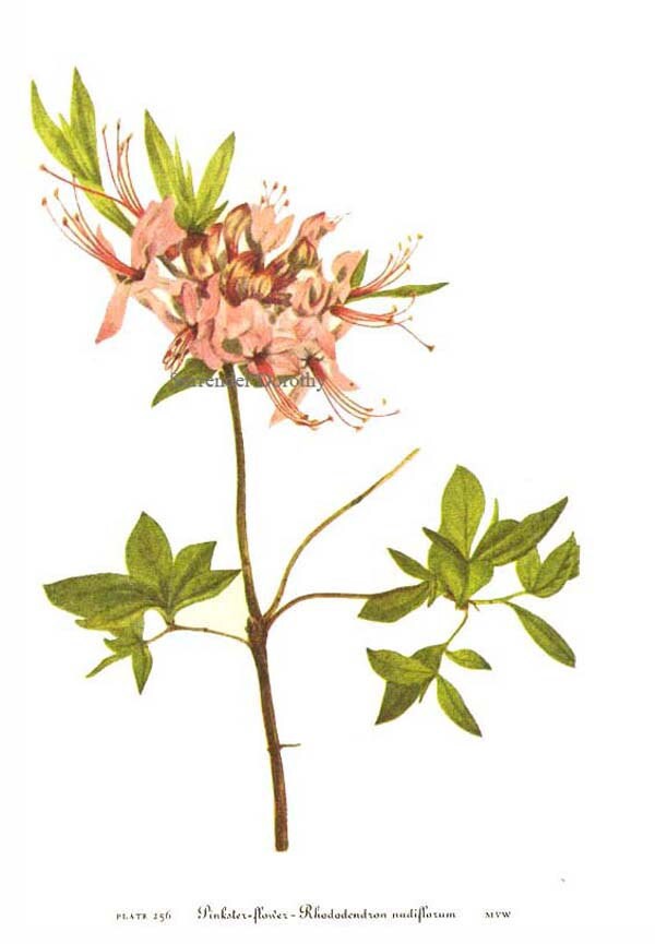 Pinkster Rhododendron & Smooth Azalea Flowers Vintage 1955 | Etsy