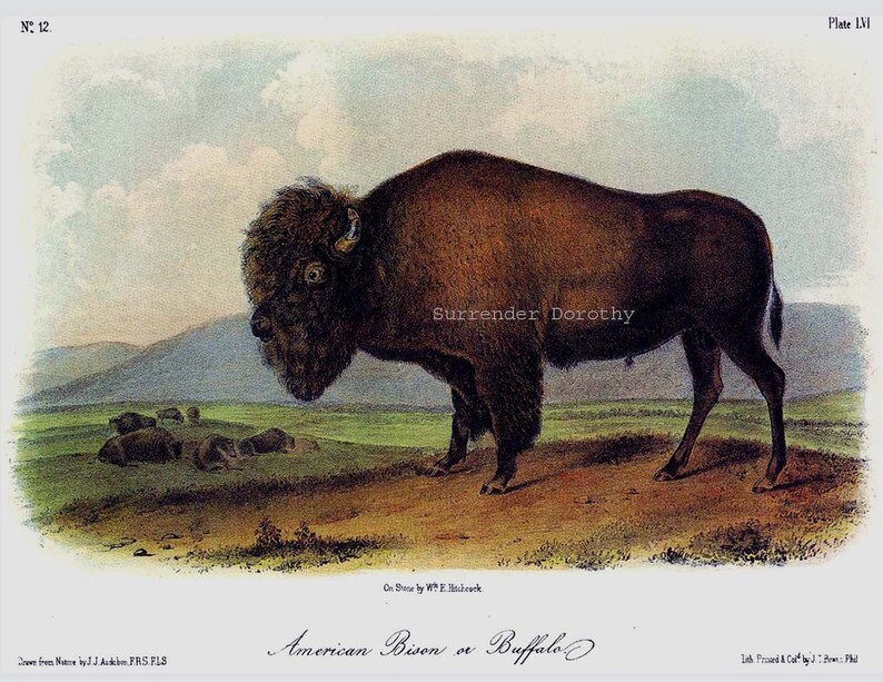 Bison Buffalo American Audubon Wild Animal Vintage Lithograph - Etsy