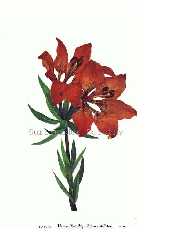Western Red Lily