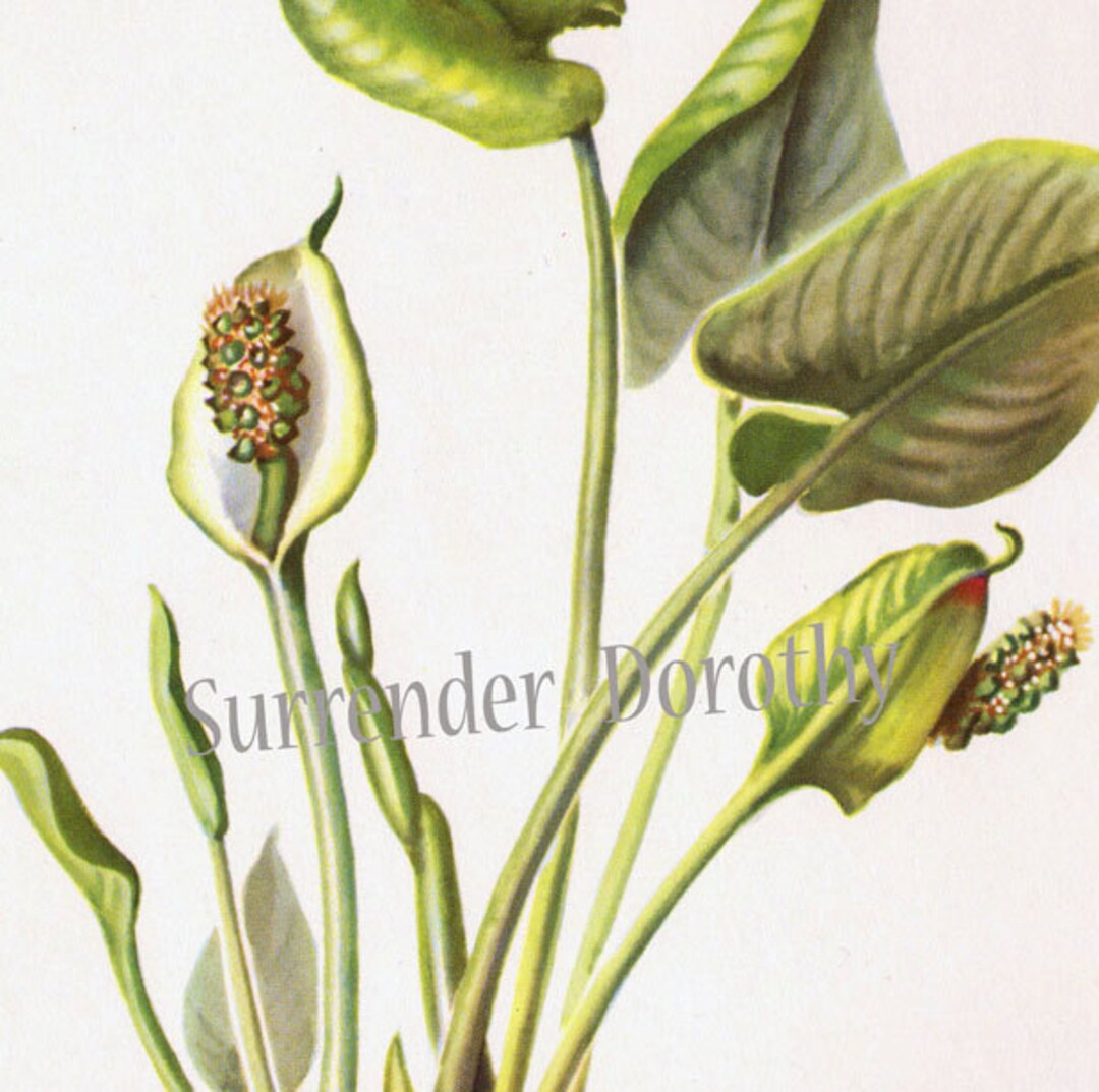 Water Arum Calla Palustris Flower 1950s Vintage Botanical Lithograph ...