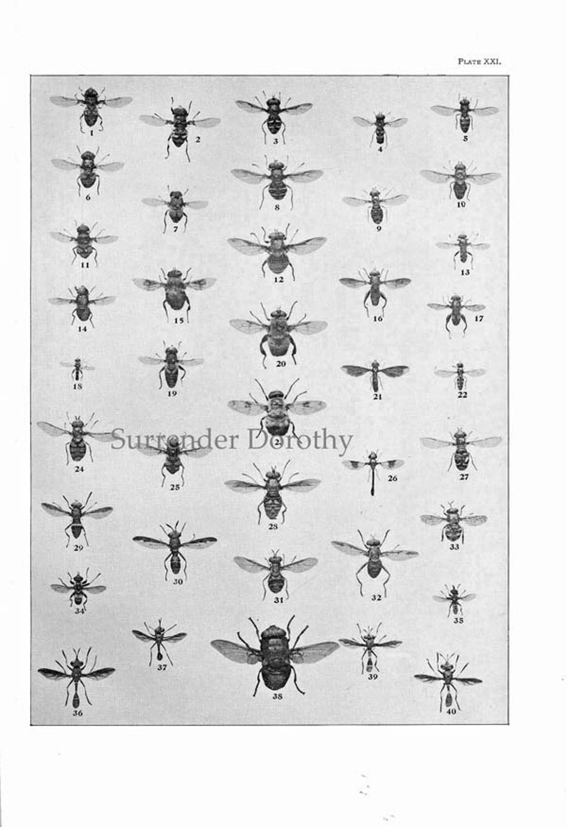 Fly Chart Edwardian Entomology 1907 Natural History - Etsy