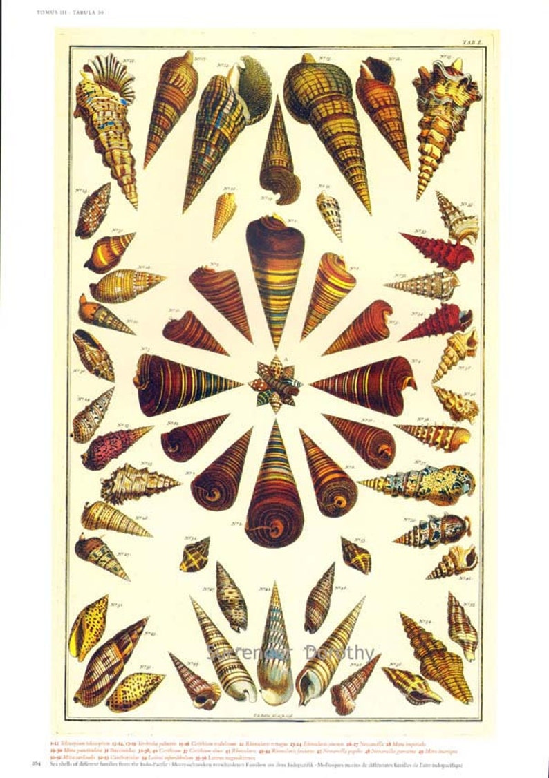 Cone Auger & Turret Shells South Pacific Caribbean Vintage - Etsy