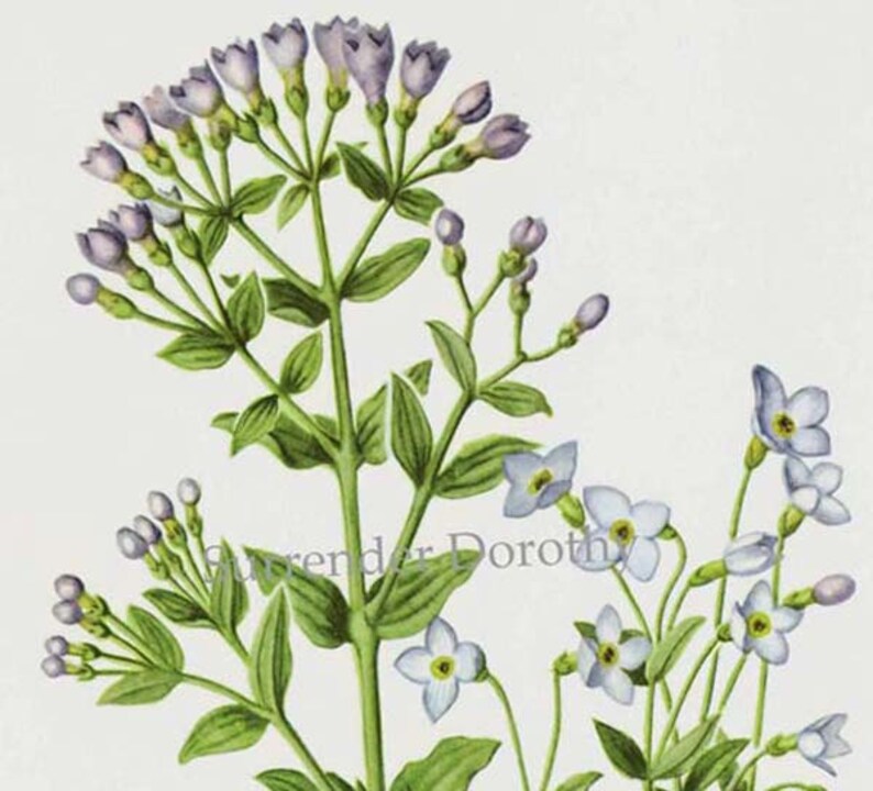 Bluet Purple Houstonia Flower Vintage Botanical Print 1950s - Etsy