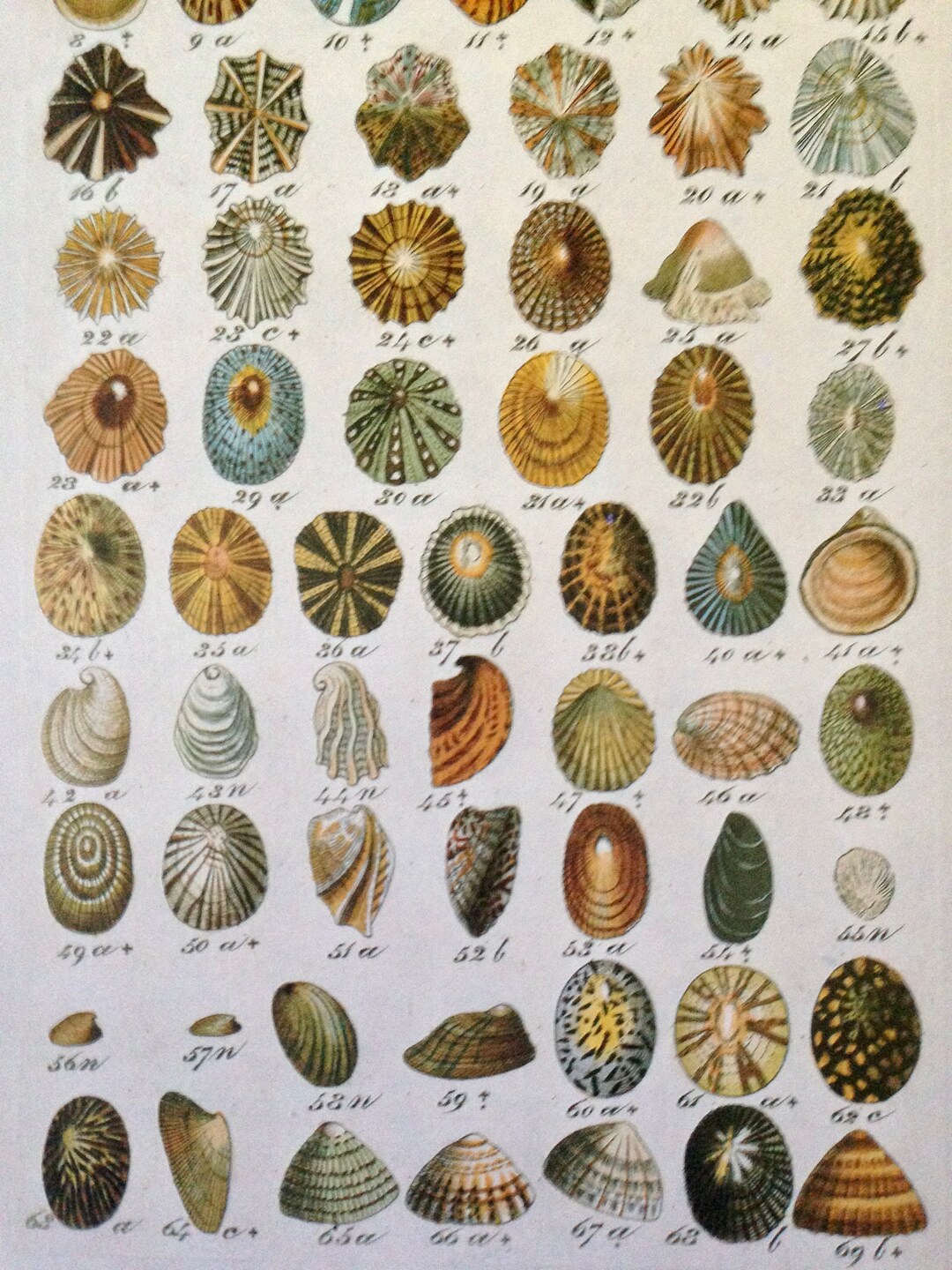 Limpet Shells Conchology Natural History Seashell Lithograph Chart ...
