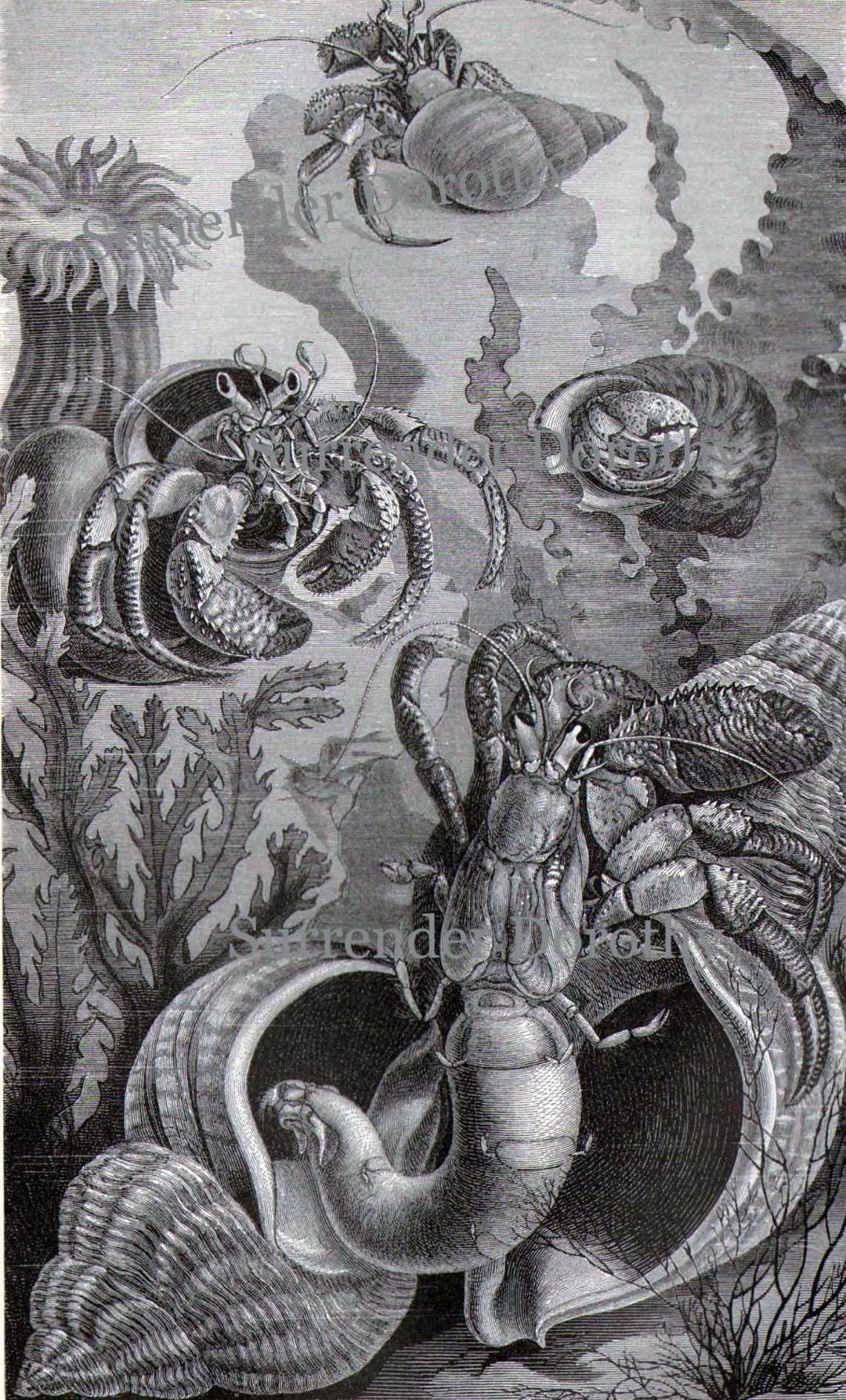 Hermit Crabs Vintage Victorian Engraving 1887 Illustration of Marine ...