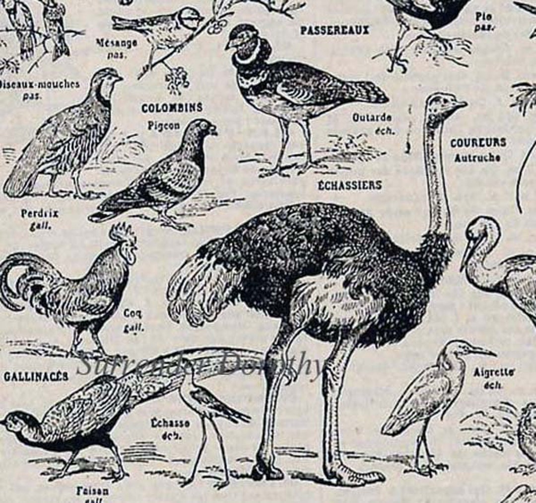 Birds Oiseaux French Dictionary Paris France Natural History Chart to ...