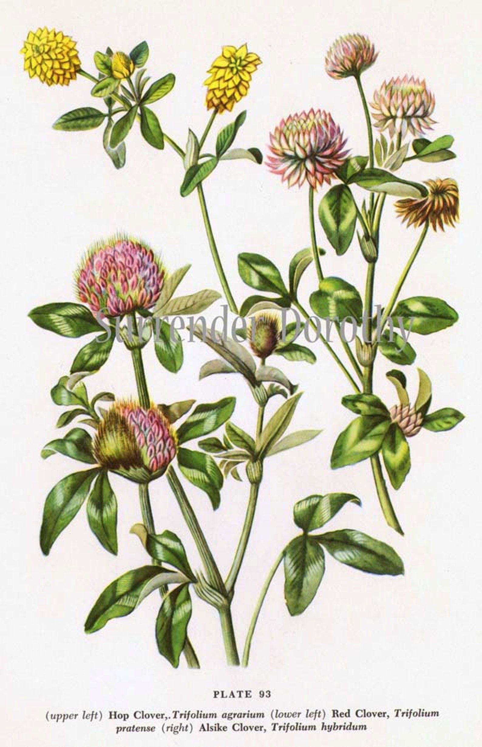 Clover Flowers Vintage Cottage Botanical Lithograph 1950s Art - Etsy