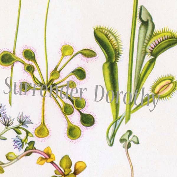 Venus Flytrap Sundew Stonecrop Flowers Vintage Botanical | Etsy