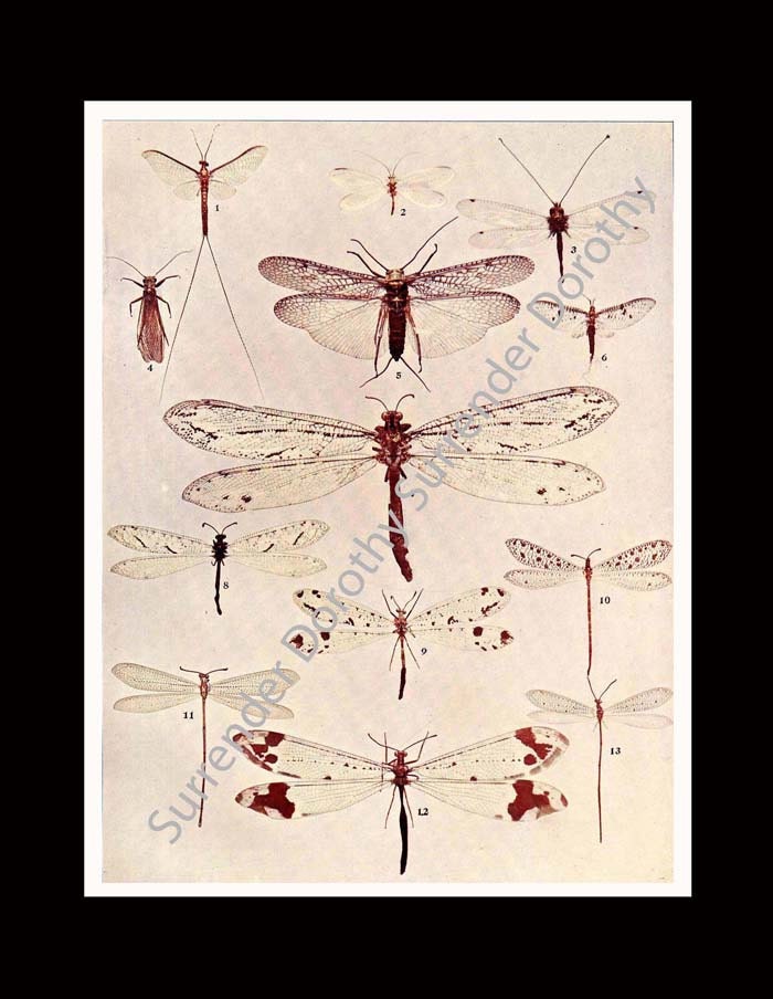 Neuropteroid Dragonfly Chart 1907 Vintage Edwardian Entomology - Etsy