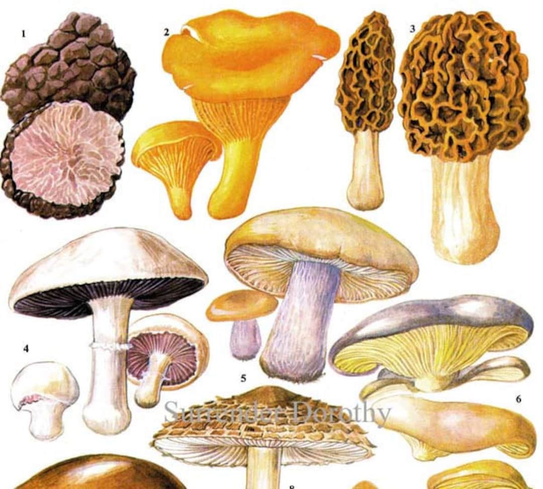 Edible Mushrooms Vegetable Food Chart Botanical Lithograph Illustration ...