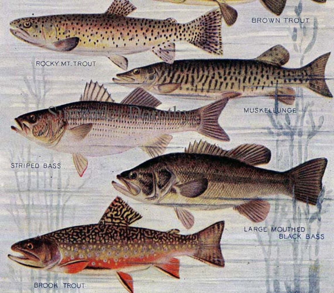Game Fish Fresh Water Chart Edwardian Era 1912 Vintage Lithograph ...