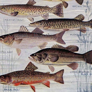 Game Fish Fresh Water Chart Edwardian Era 1912 Vintage Lithograph ...